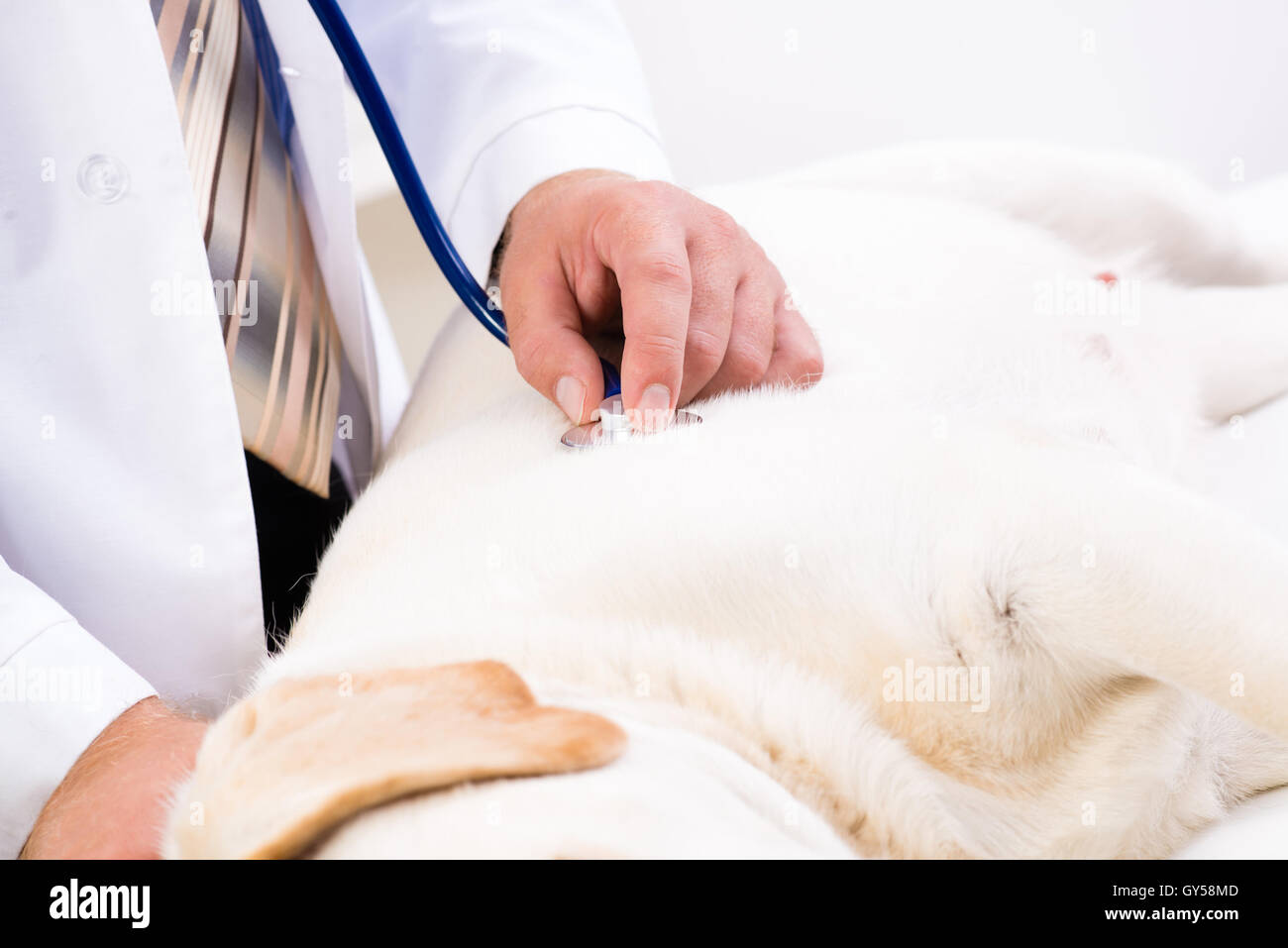 vet checks the health of a dog Stock Photo - Alamy