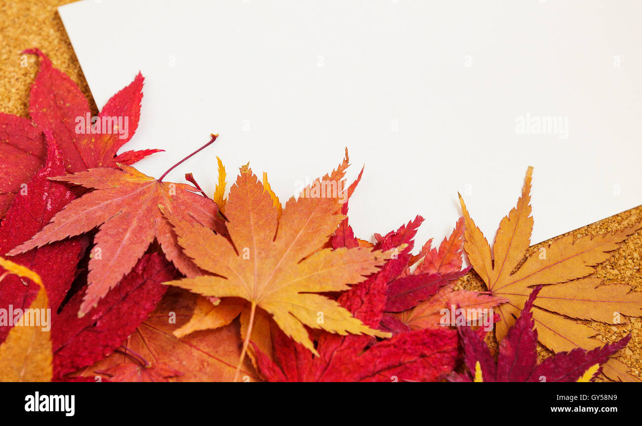 White Paper card with maple Stock Photo - Alamy