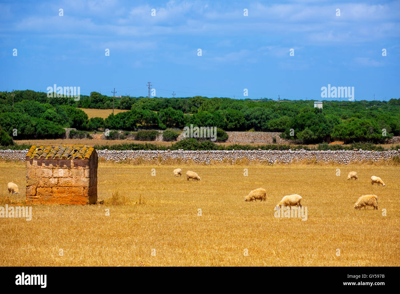 Cattle farm menorca minorca hi-res stock photography and images - Alamy