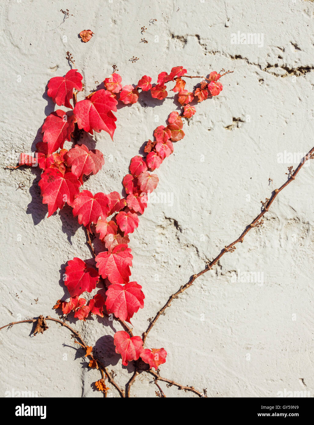 Red vine plant on the wall Stock Photo - Alamy