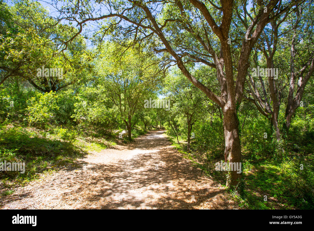 Menorca forest oak trees in Cala en Turqueta Ciudadela Stock Photo - Alamy