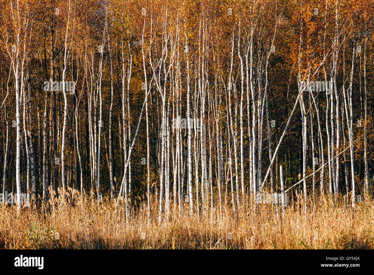 Beautiful birch forest hi-res stock photography and images - Alamy