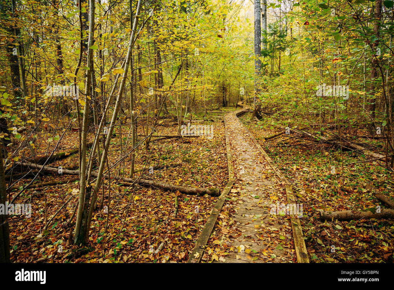 Wooden boarding path way hi-res stock photography and images - Alamy