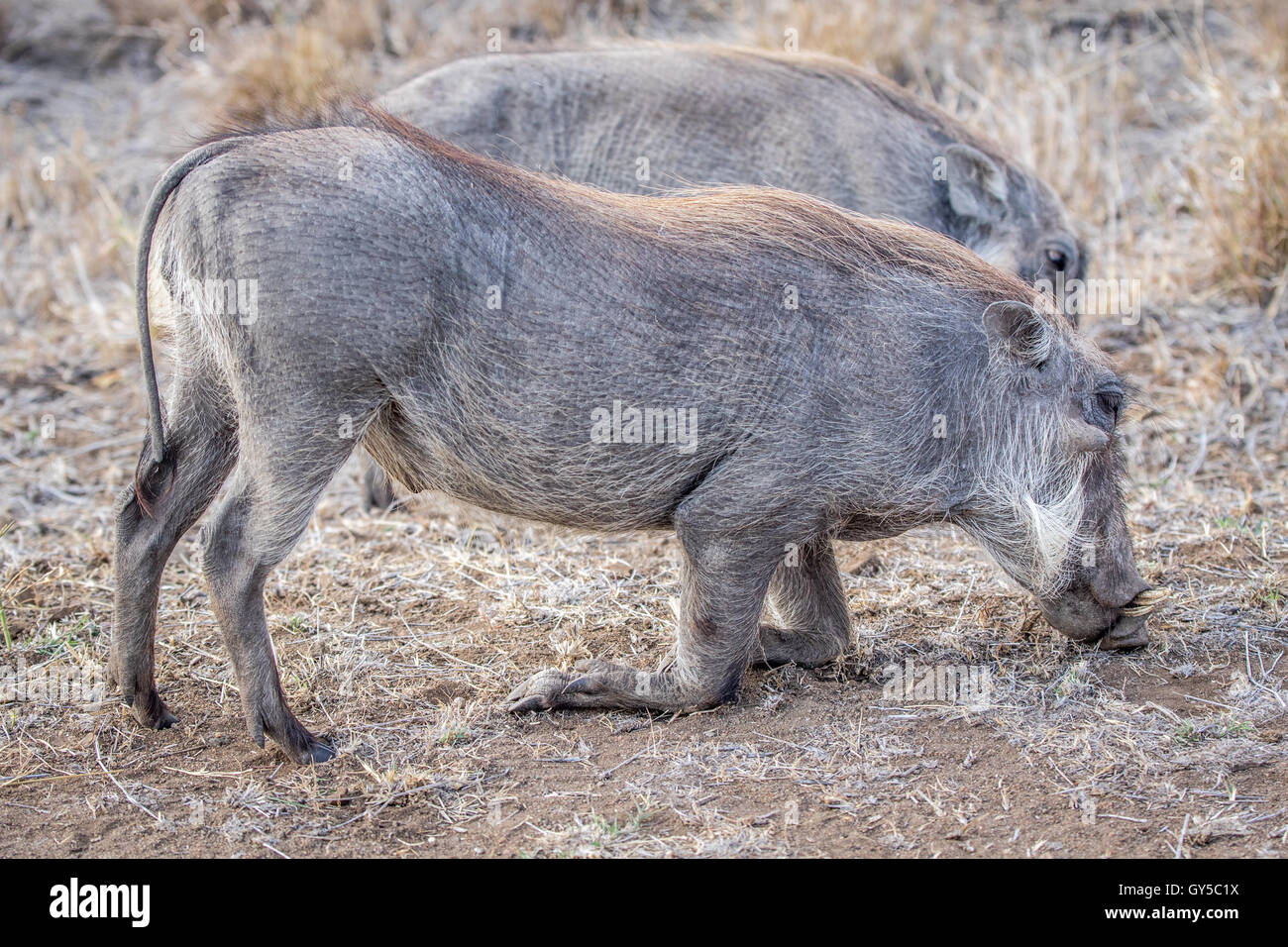 Warthog eating in kruger national hi-res stock photography and images ...