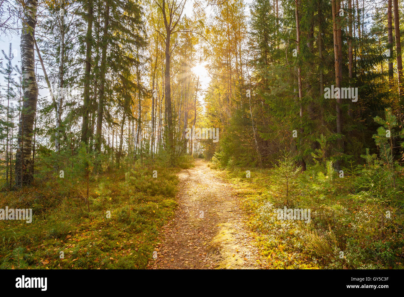 Pathway path way hi-res stock photography and images - Alamy