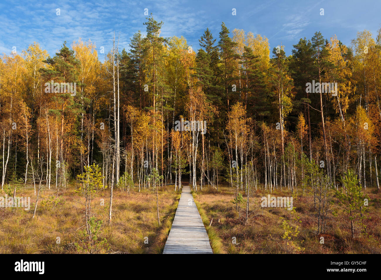 Sky from the forest floor hi-res stock photography and images - Alamy