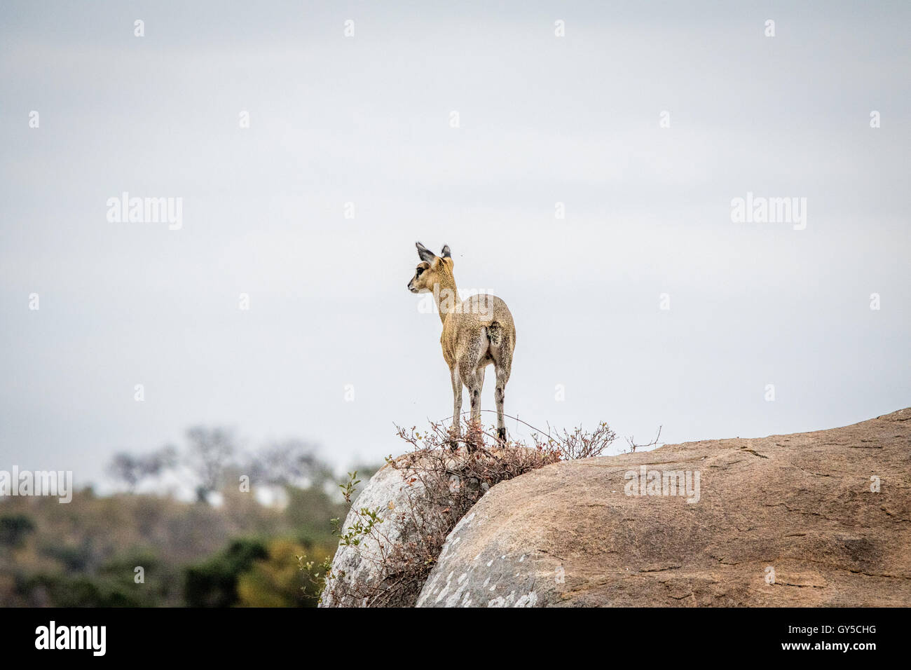 Female Klipspringer on the lookout in the Kruger National Park, South ...