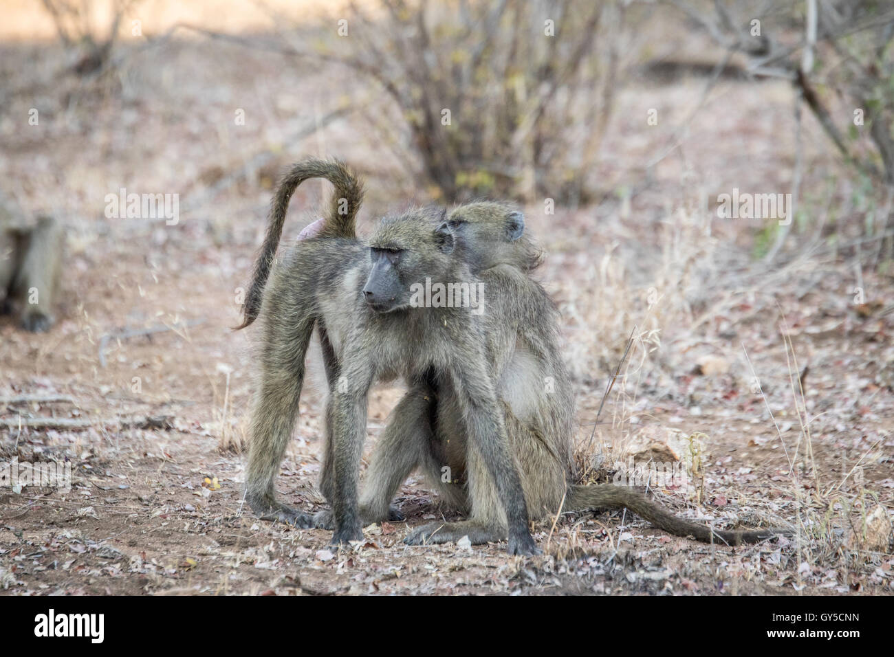 Baboons grooming each other in the Kruger National Park, South Africa ...