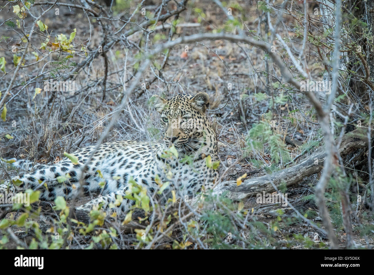 Female Leopard hiding in the bush in the Kapama game reserve, South ...