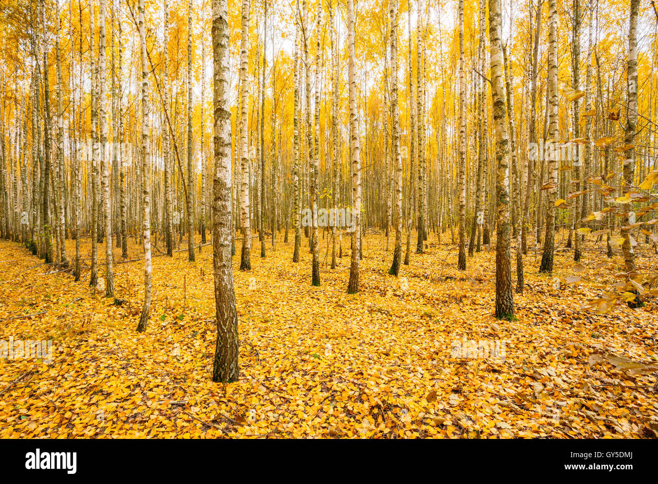 Birch trees russia hi-res stock photography and images - Alamy