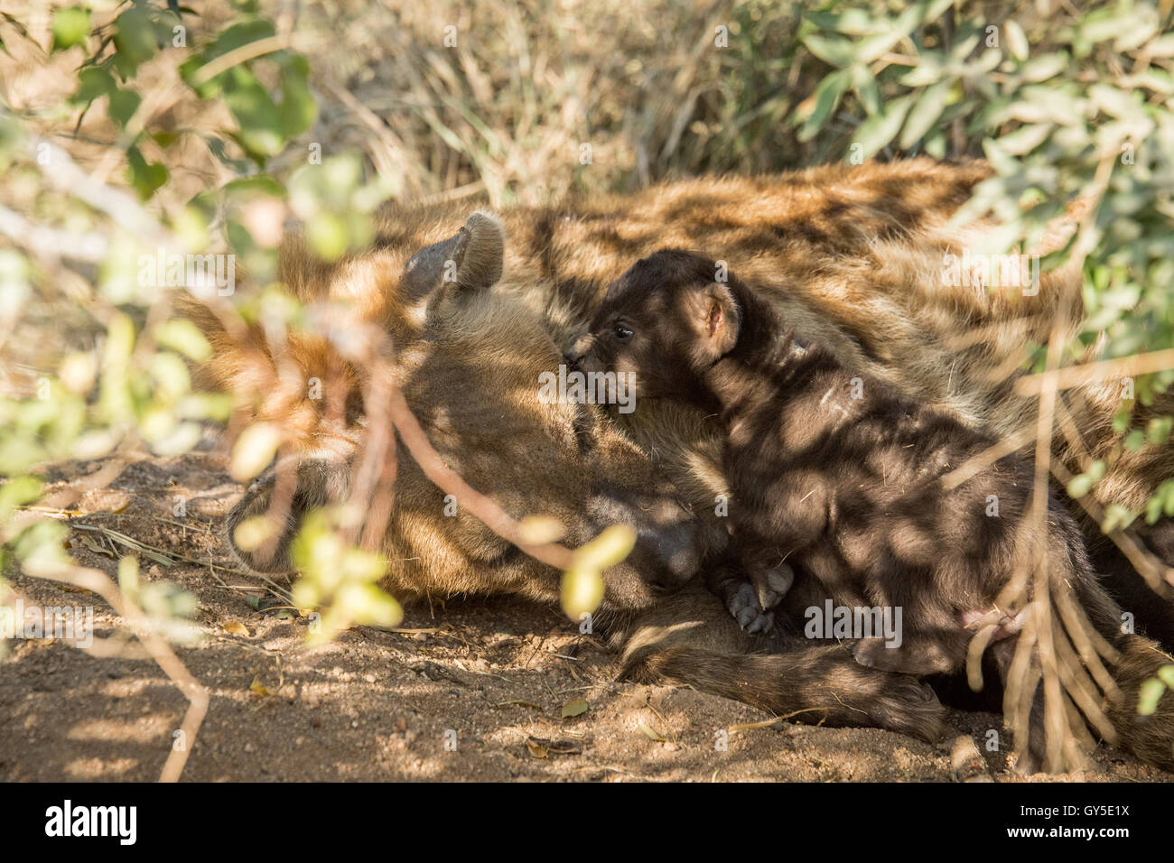 Tiny Spotted hyena pup with mother in the Kruger National Park, South Africa Stock Photo - Alamy