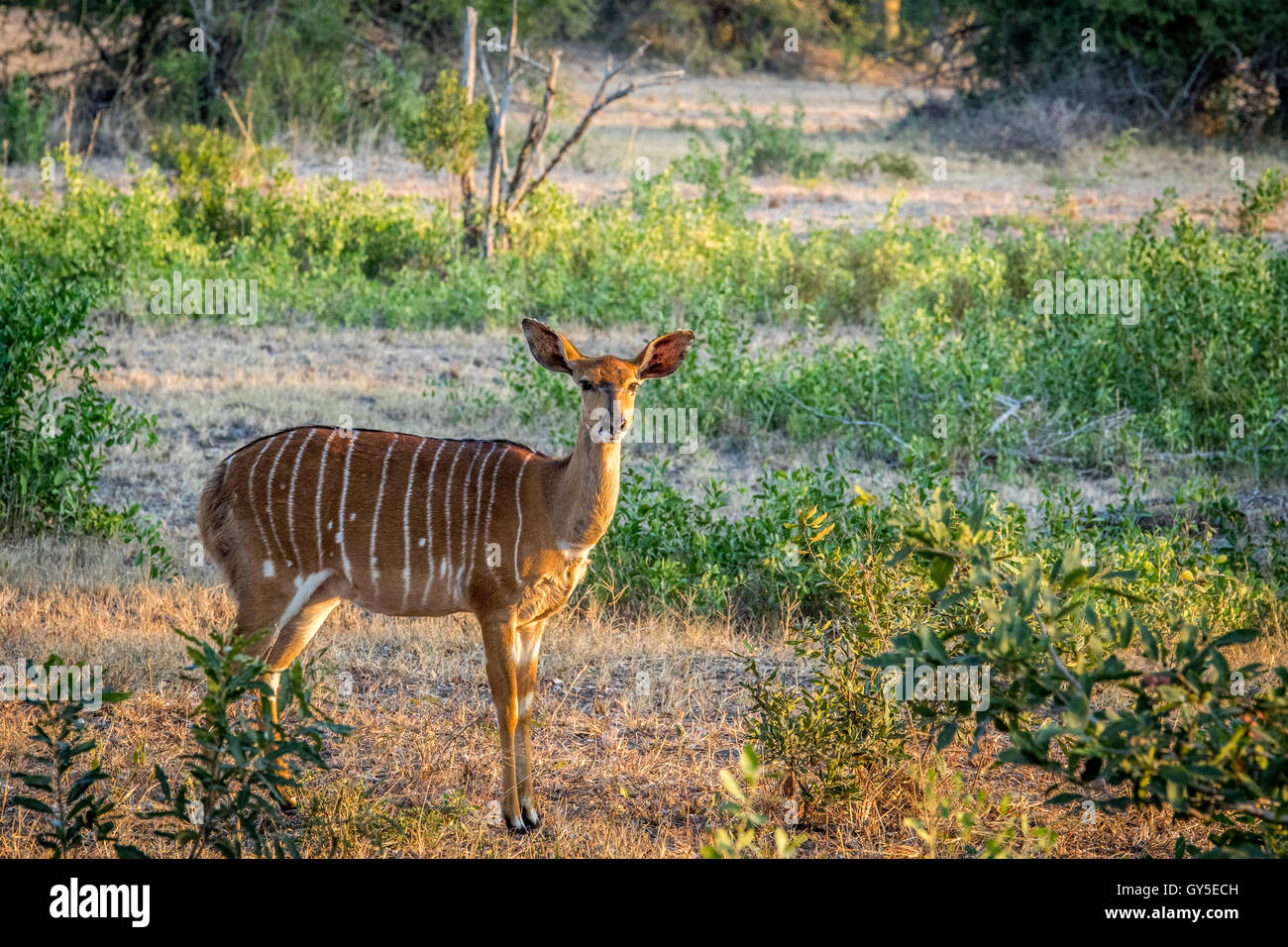 Female Nyala starring in the Kruger National Park, South Africa Stock ...