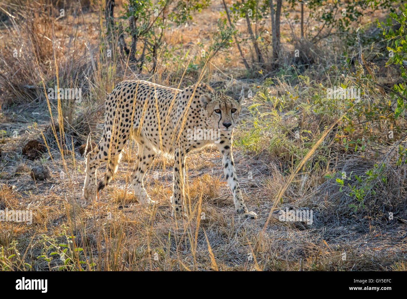 Cheetah walking in the grass in the Sabi Sabi game reserve, South ...