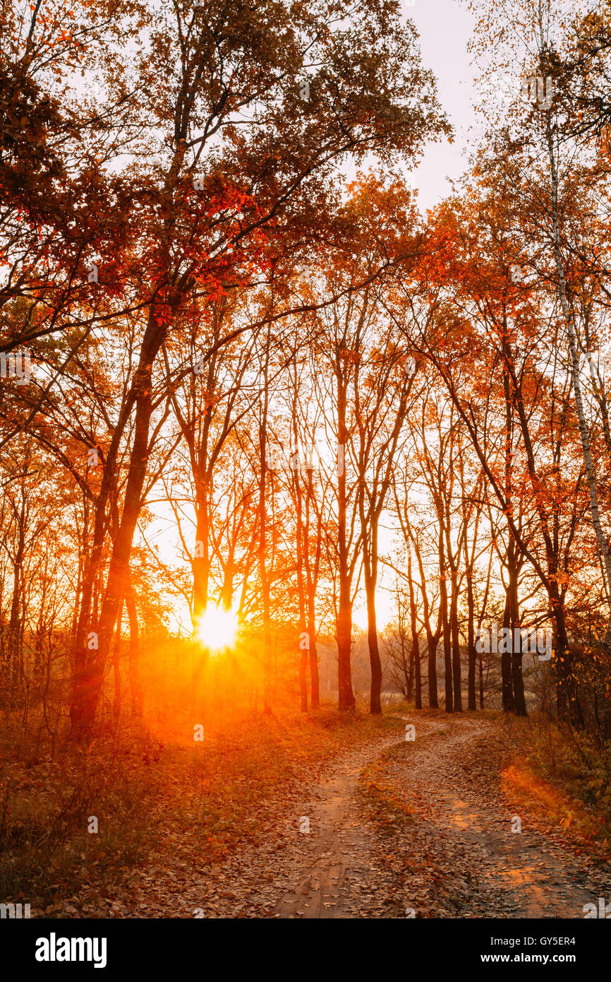 Forest and sunset hi-res stock photography and images - Alamy