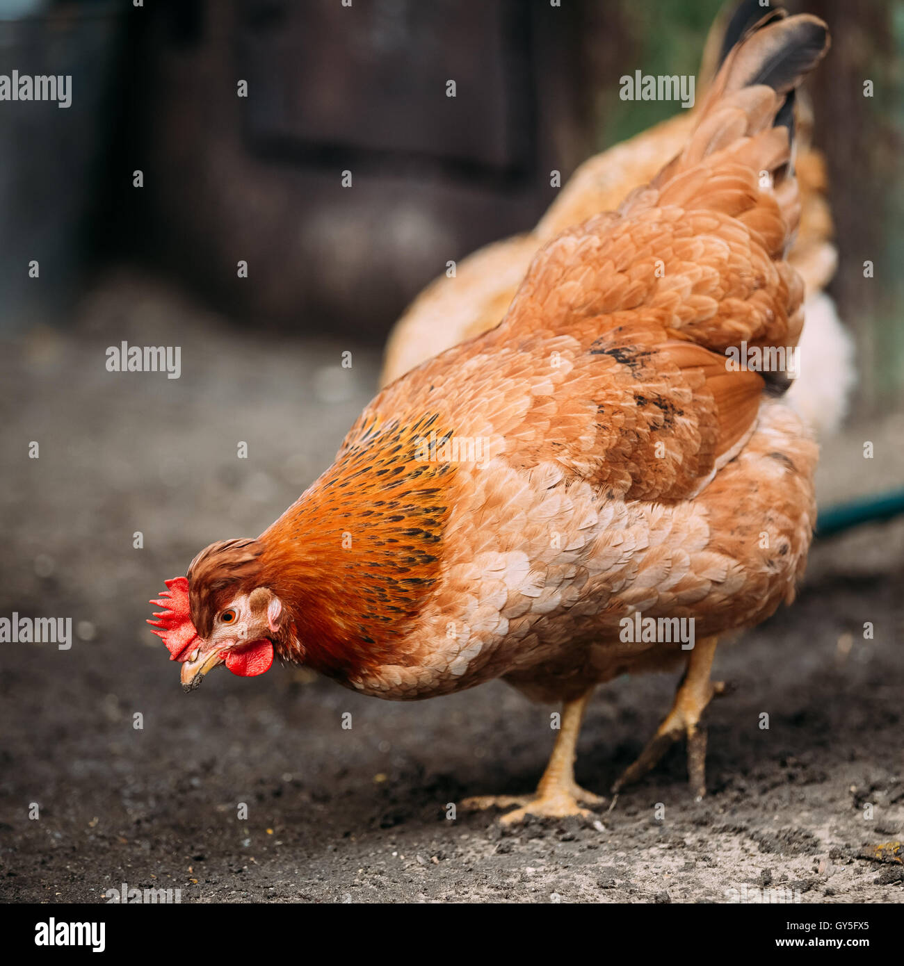 Yard chicken hi-res stock photography and images - Alamy