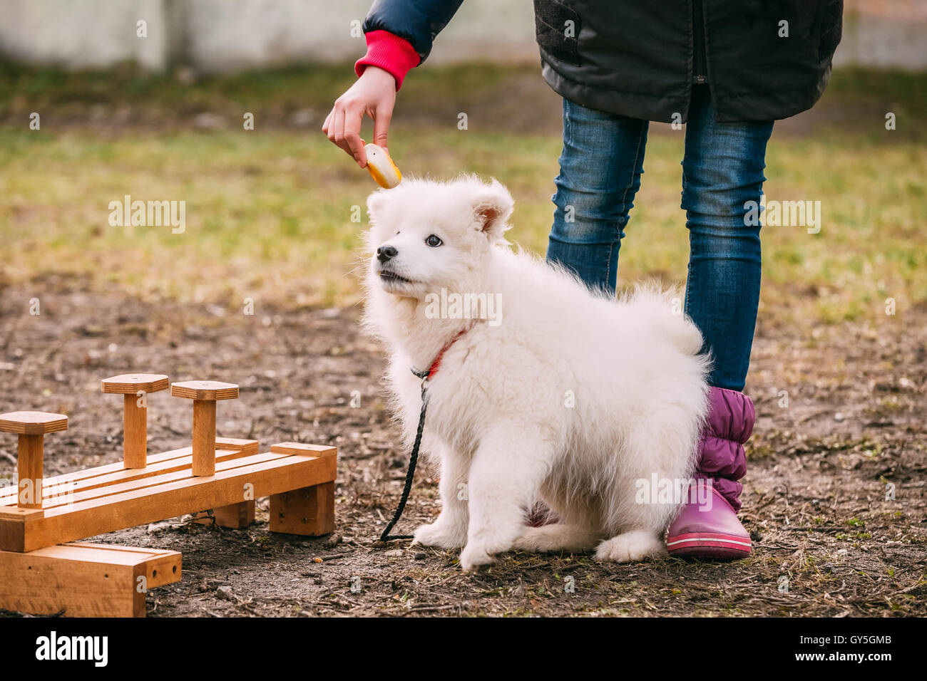 Samoyed puppy hi-res stock photography and images - Alamy