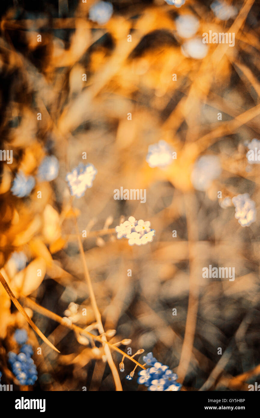 Summer patterns hi-res stock photography and images - Alamy