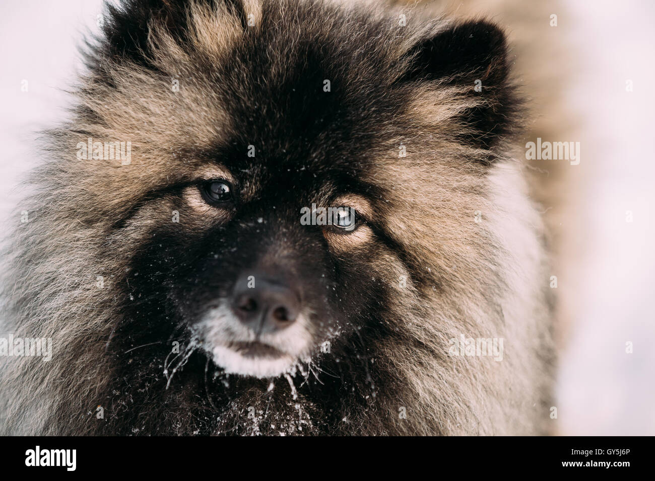 Keeshonden High Resolution Stock Photography and Images - Alamy