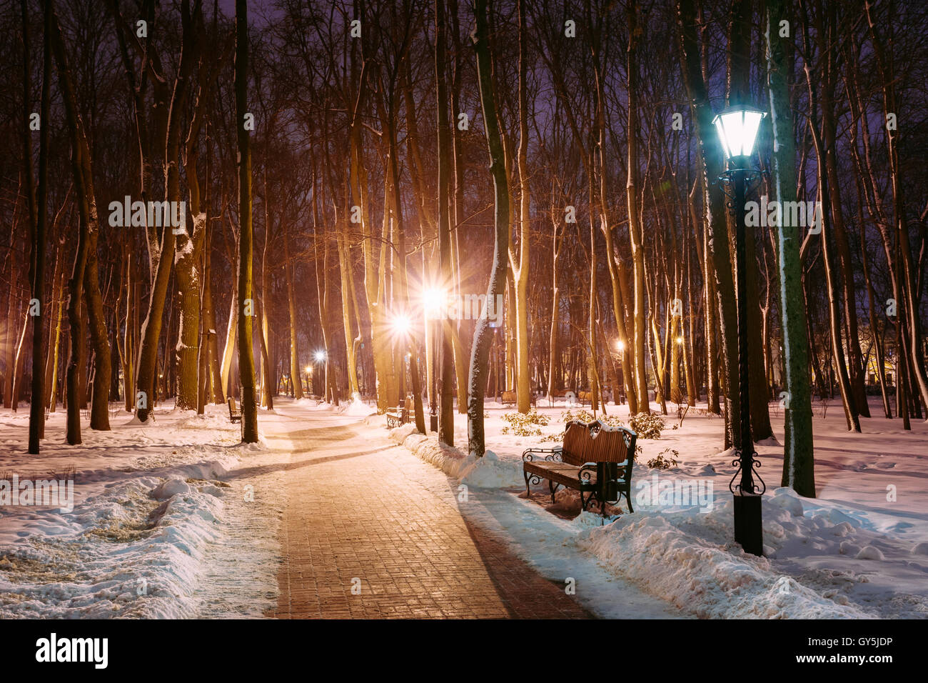 Forest Path At Night