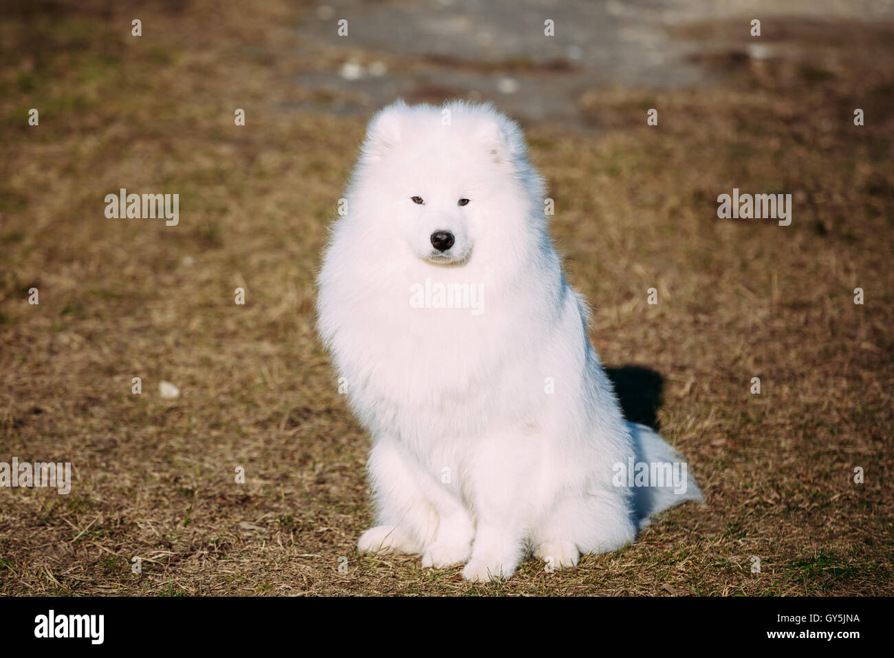 White samoyed hi-res stock photography and images - Alamy