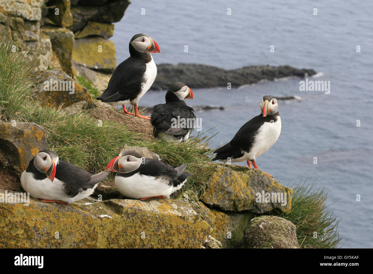 Five puffins on cliff hi-res stock photography and images - Alamy