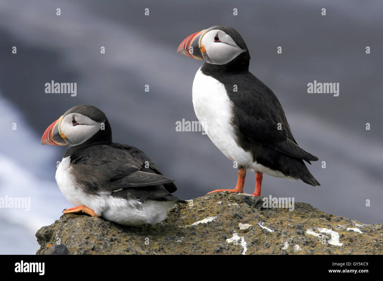 2 puffins hi-res stock photography and images - Alamy