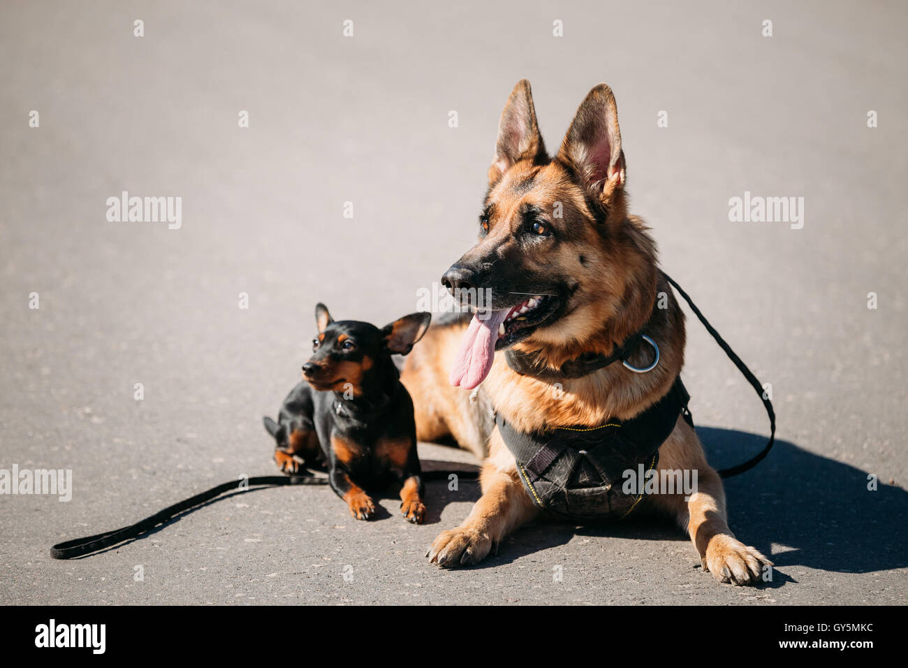 Brown German Sheepdog And Black Miniature Pinscher Pincher Sitting ...