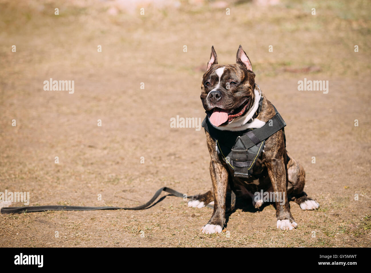 Staffordshire terrier training hi-res stock photography and images - Alamy