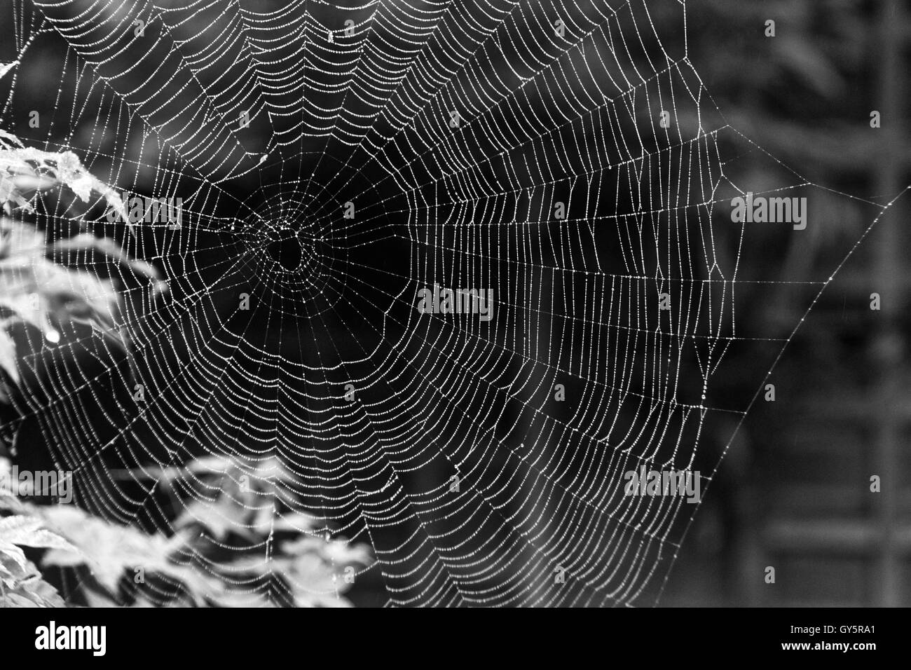 A monochrome image of a large garden spider web Stock Photo - Alamy