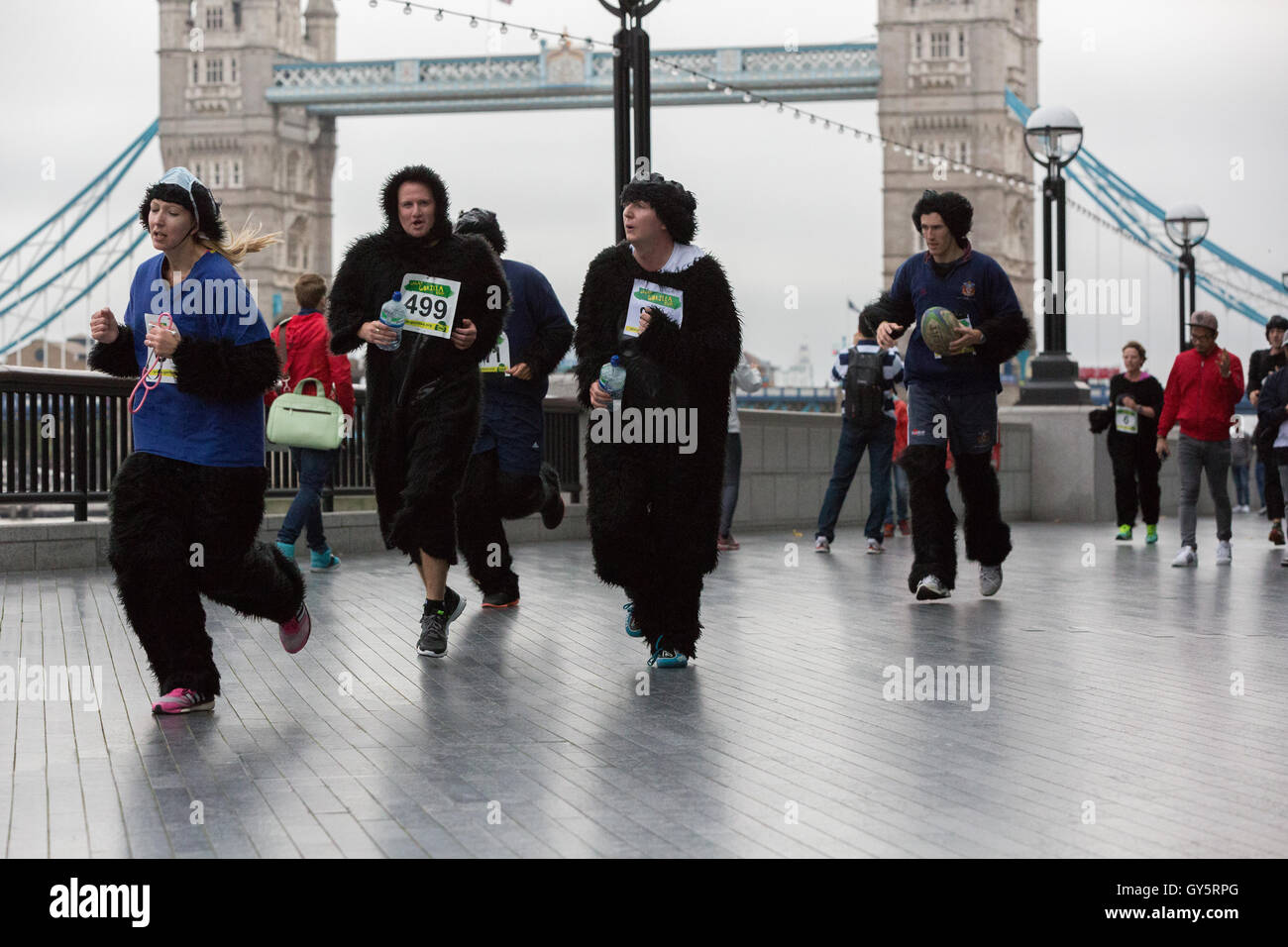 The Great Gorilla Run now in its 14th year, is a charity fun run that ...
