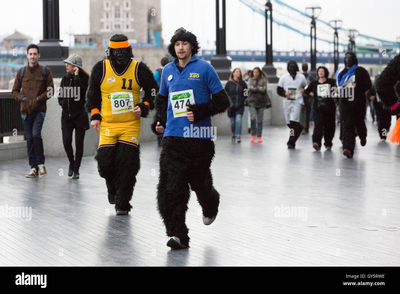 The Great Gorilla Run now in its 14th year, is a charity fun run that ...