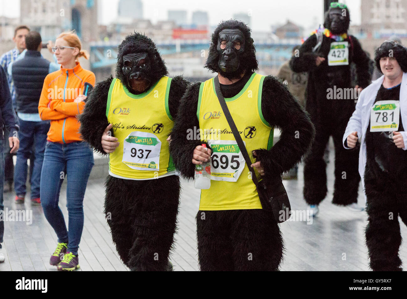 The Great Gorilla Run now in its 14th year, is a charity fun run that ...