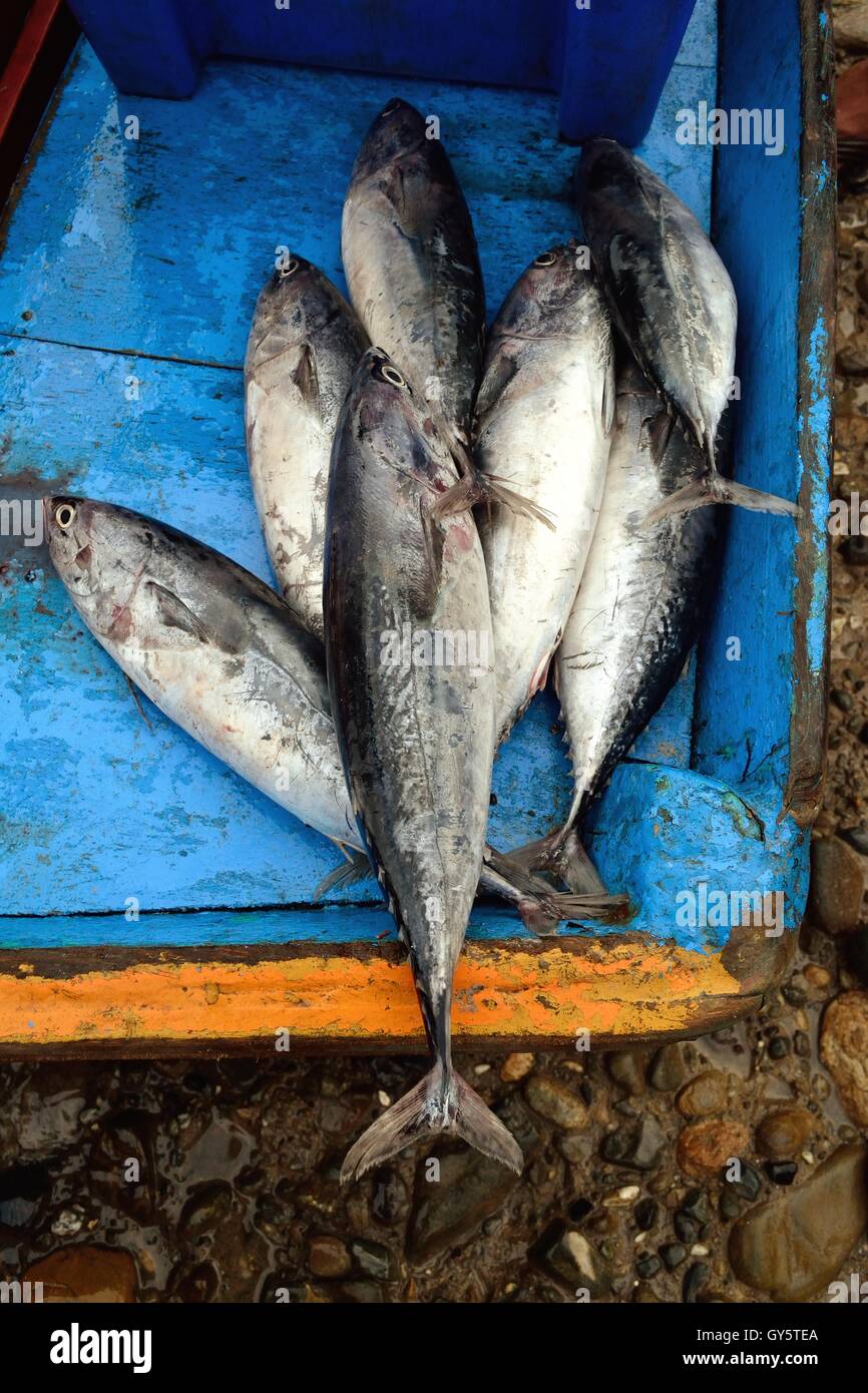 Selling bonito Fish - Port in PUERTO PIZARRO. Department of Tumbes ...