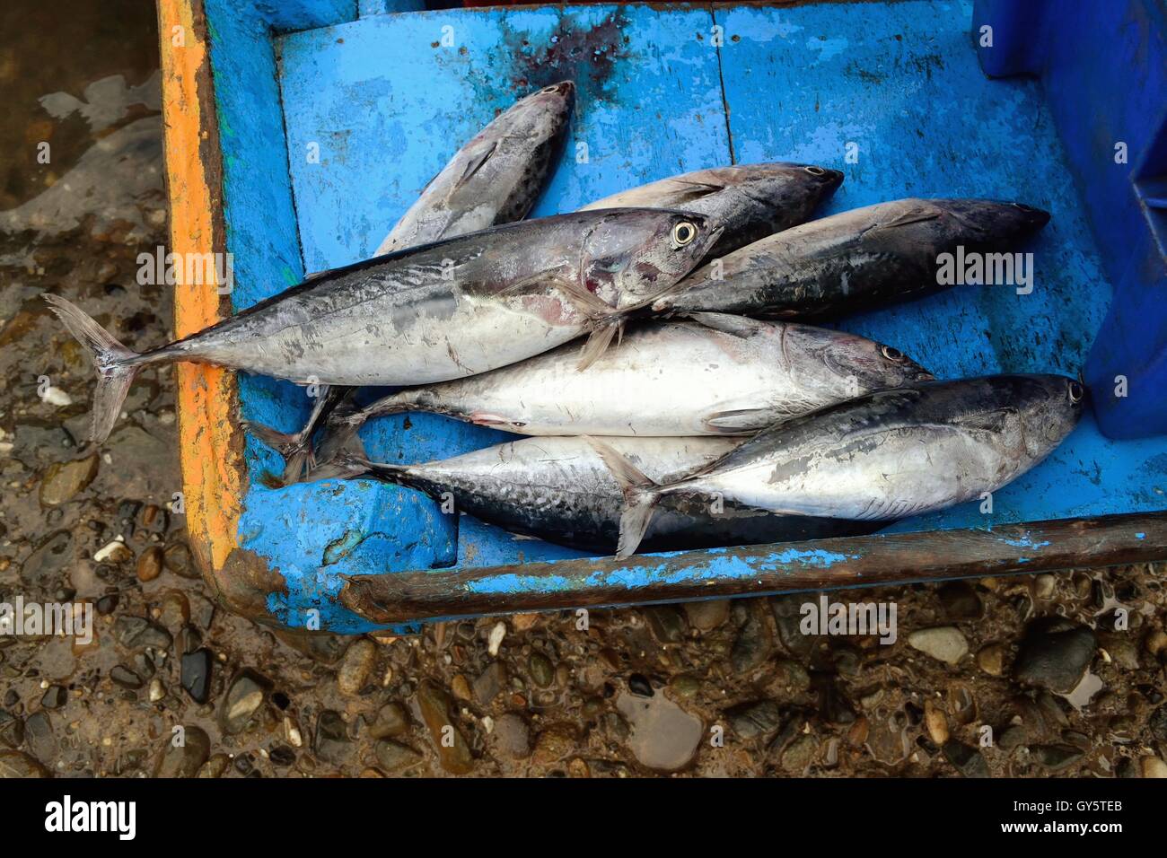Bonito fish peru hi-res stock photography and images - Alamy