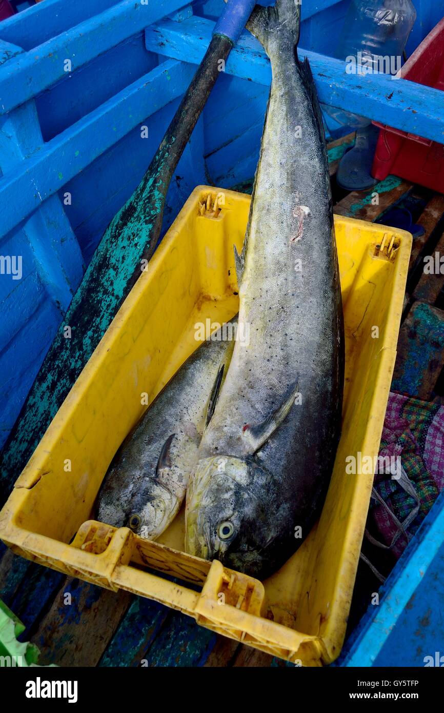 Selling Perico fish in PUERTO PIZARRO -Deparment of Tumbes - TUMBES ...