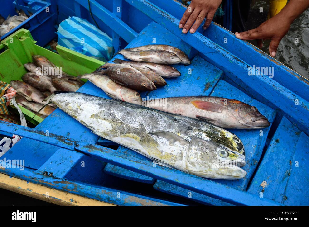 Perico fish in PUERTO PIZARRO Stock Photo - Alamy