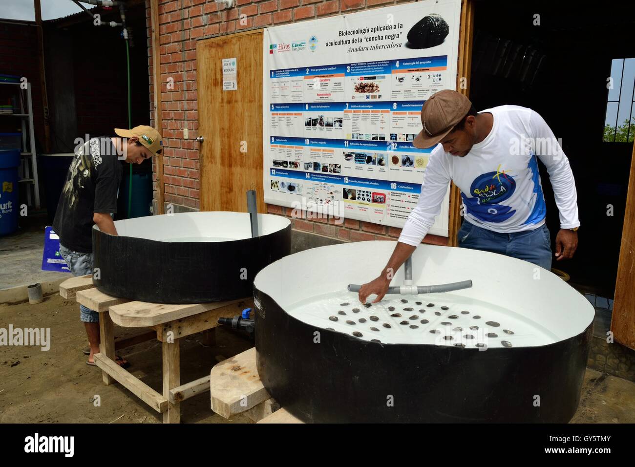Black shells ( conchas negras ) - Fish farming project in PUERTO ...