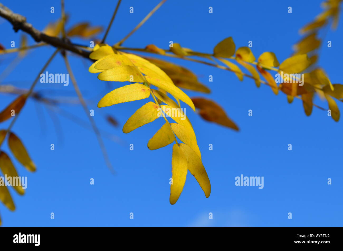 Yellow Autumn leaves of Sunburst Honey Locust tree Stock Photo - Alamy