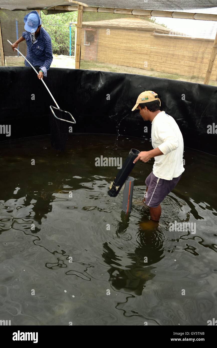 Shrimp - Fish farming project in PUERTO PIZARRO -Tumbes -PERU Stock ...