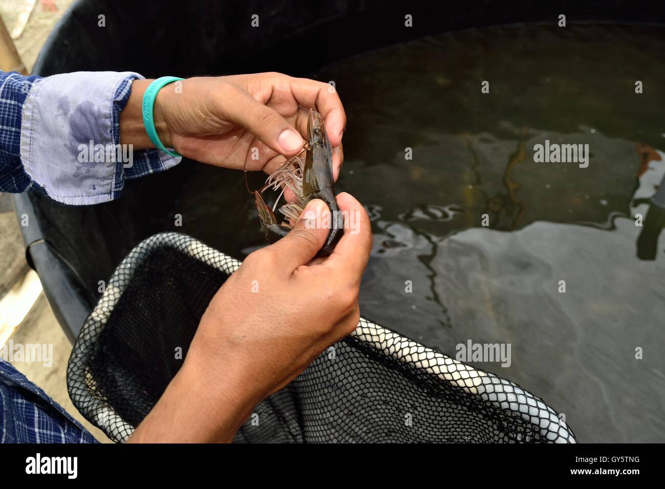 Shrimp - Fish farming project in PUERTO PIZARRO -Tumbes -PERU Stock ...