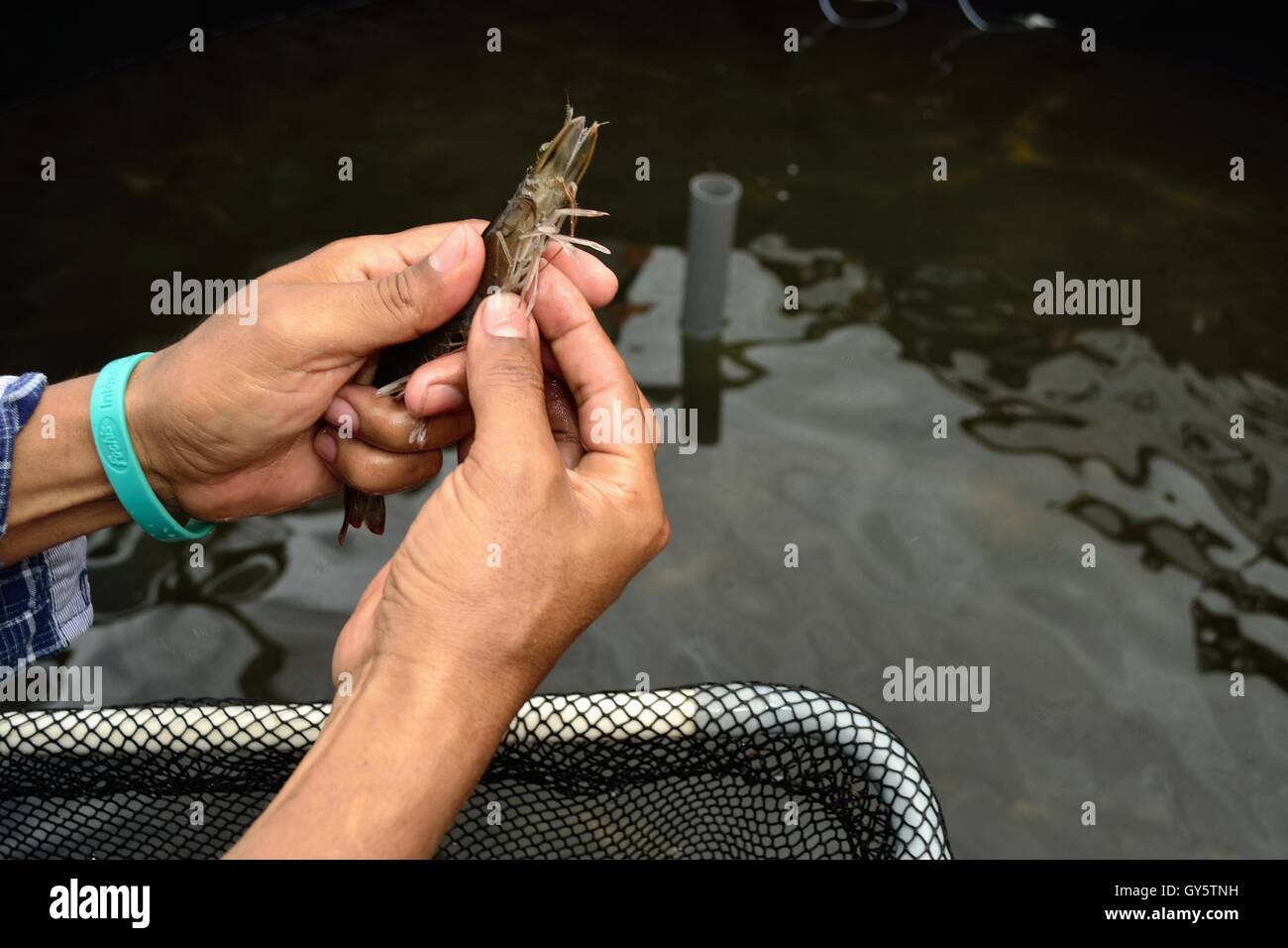 Shrimp - Fish farming project in PUERTO PIZARRO -Tumbes -PERU Stock ...