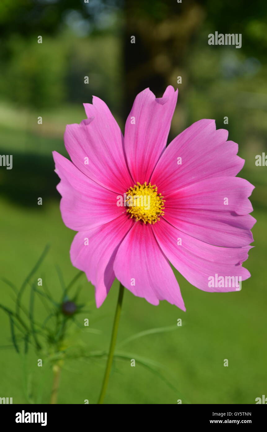 Open pink flower hi-res stock photography and images - Alamy