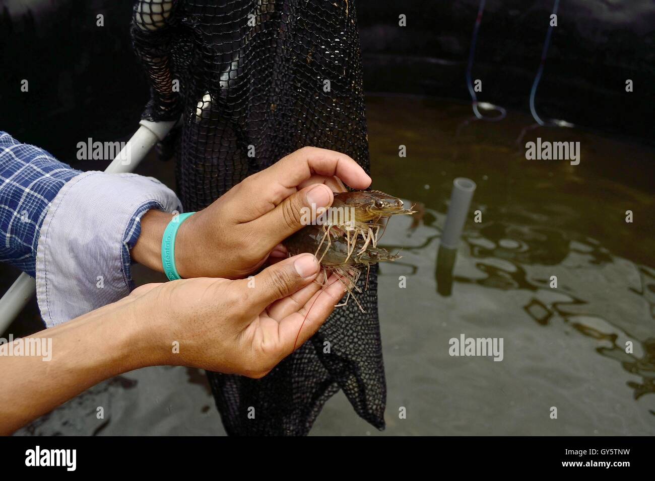 Shrimp - Fish farming project in PUERTO PIZARRO -Tumbes -PERU Stock ...