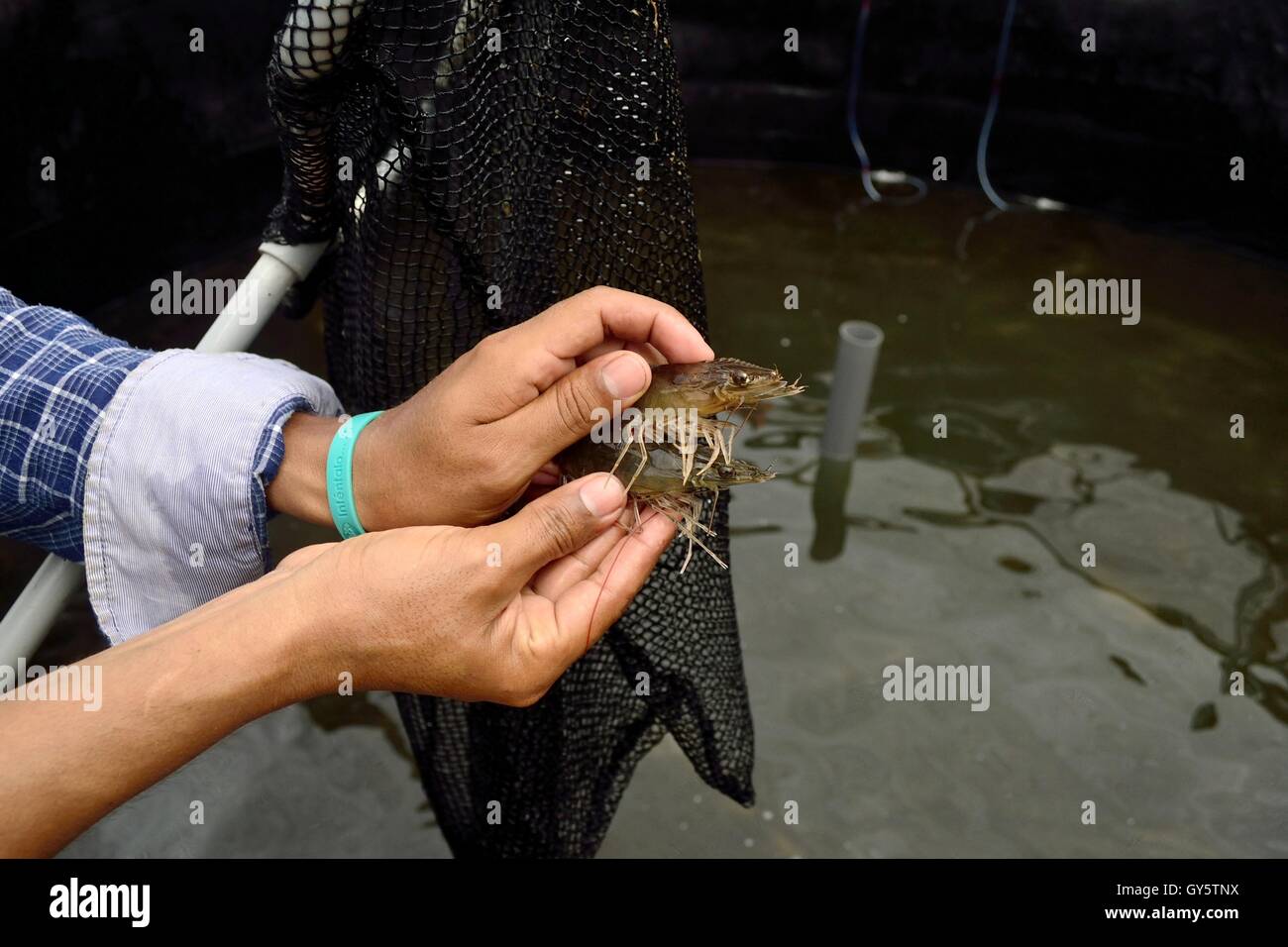 Shrimp - Fish farming project in PUERTO PIZARRO -Tumbes -PERU Stock ...