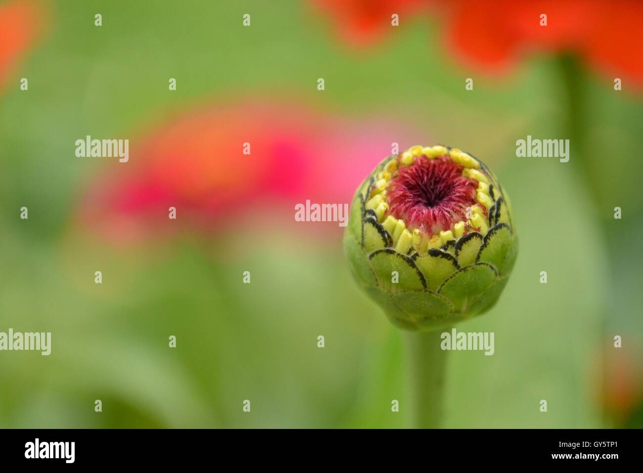 Closed flower opening hi-res stock photography and images - Alamy