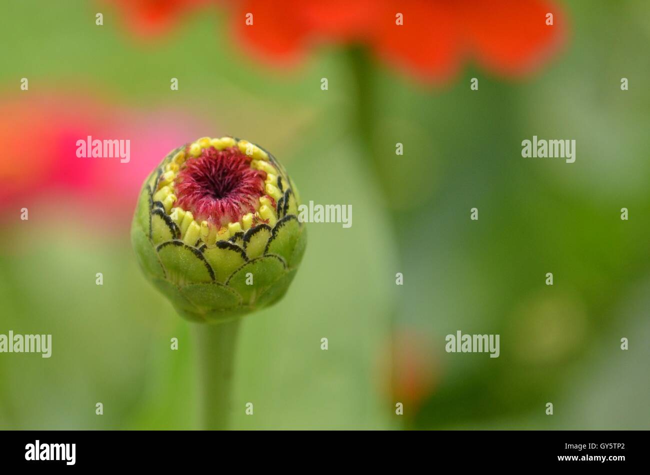 Closed flower opening hi-res stock photography and images - Alamy