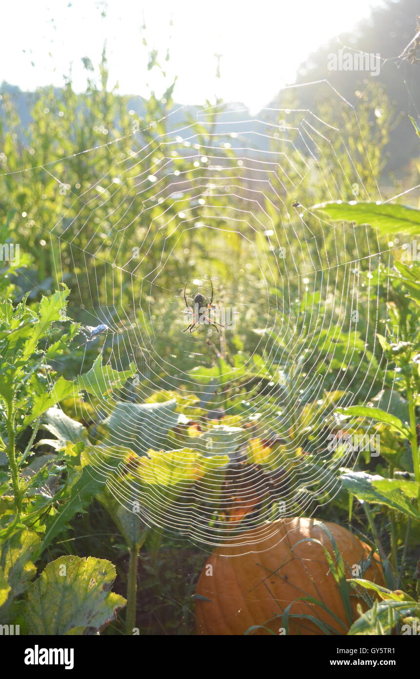 Harvest spider hi-res stock photography and images - Alamy