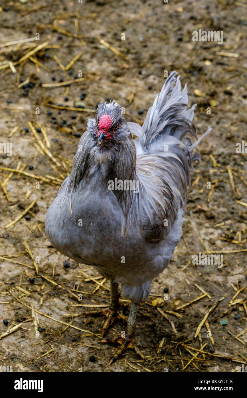 Male chicken hi-res stock photography and images - Alamy