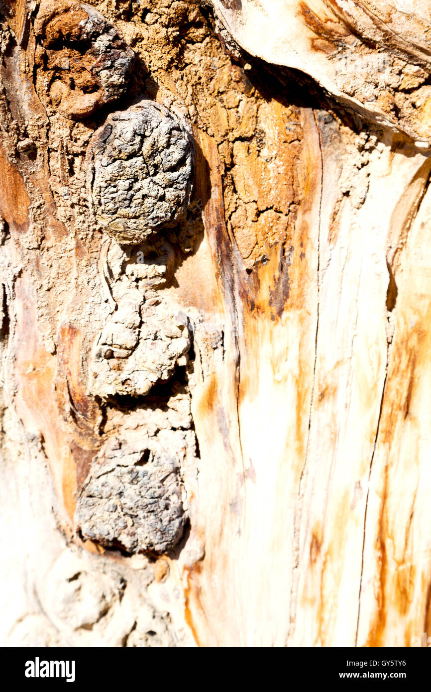 abstract texture of a aged cracked tree trunk and background Stock ...