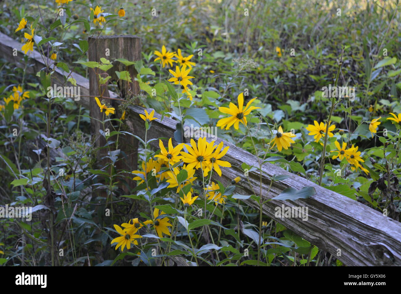Prairie Restoration Site Stock Photo - Alamy